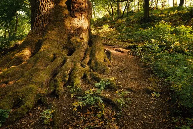 Stejarul, copacul rege - Revista din lemn